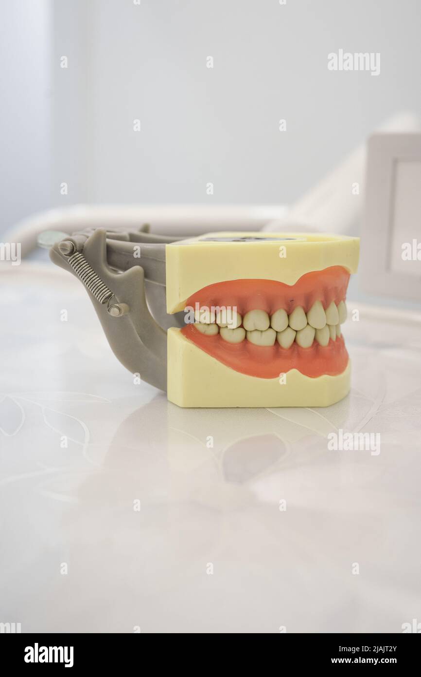 educational instrument, denture model with teeth, molars and gums ...