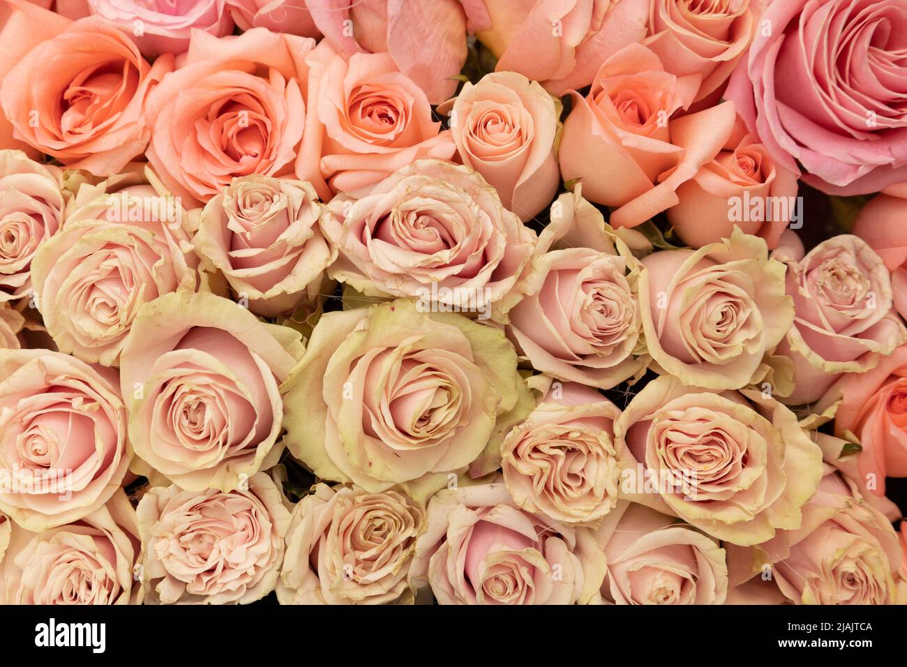 wallpaper of several fresh pink roses, bouquet of natural flowers with ...