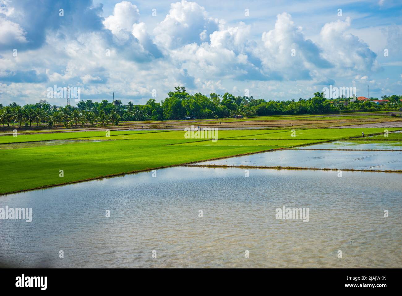 Aerial view of fresh green and yellow rice fields and palmyra trees in ...