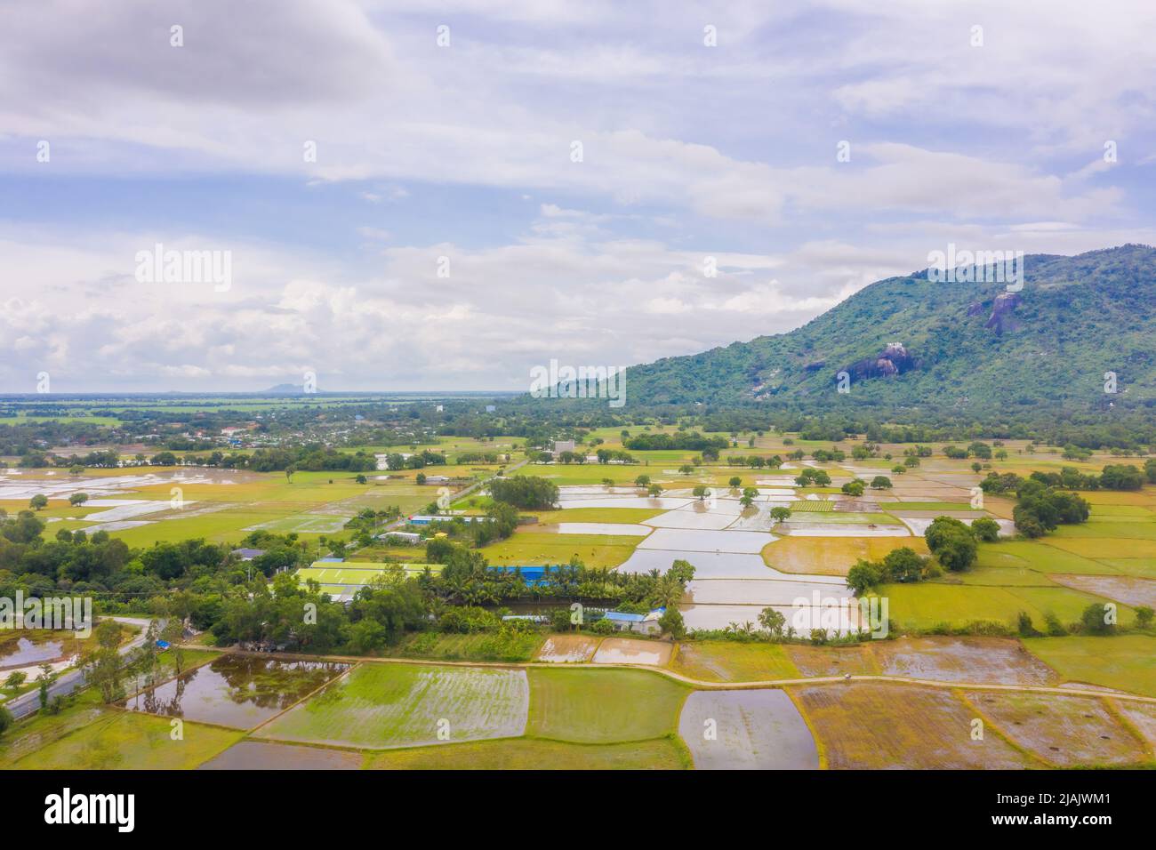 Aerial view of fresh green and yellow rice fields and palmyra trees in ...