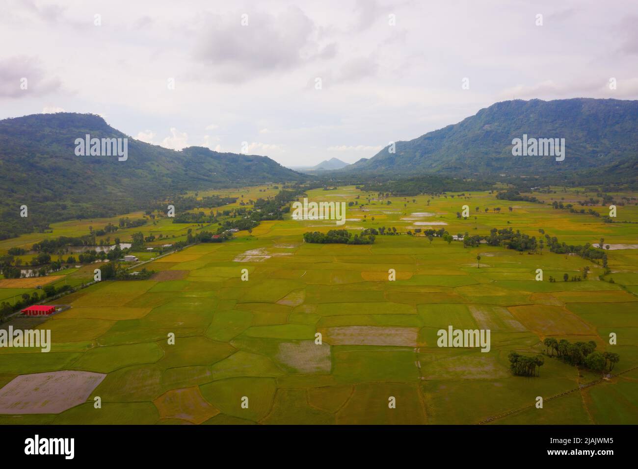 Aerial view of fresh green and yellow rice fields and palmyra trees in ...