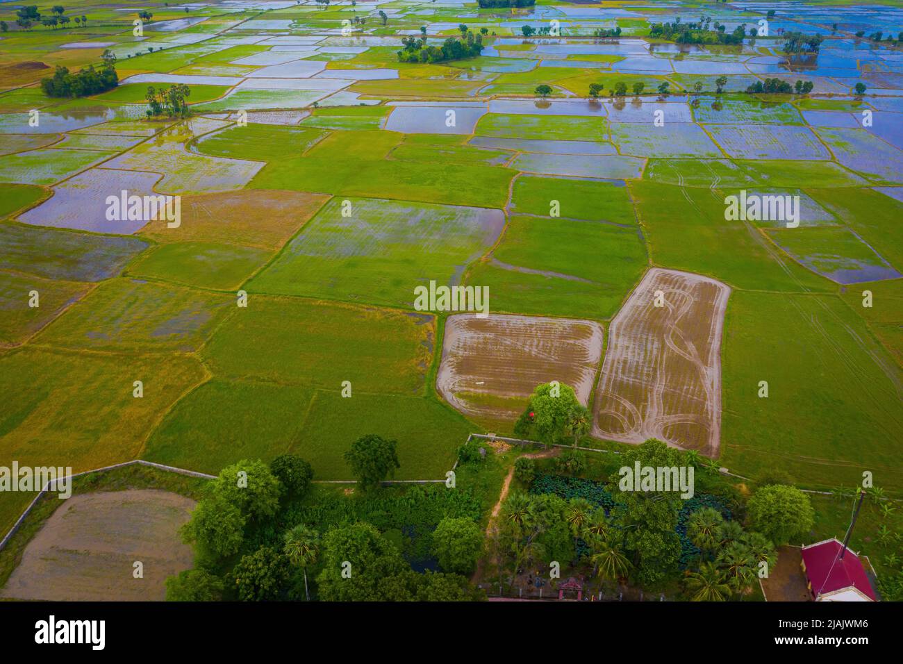Aerial view of fresh green and yellow rice fields and palmyra trees in ...