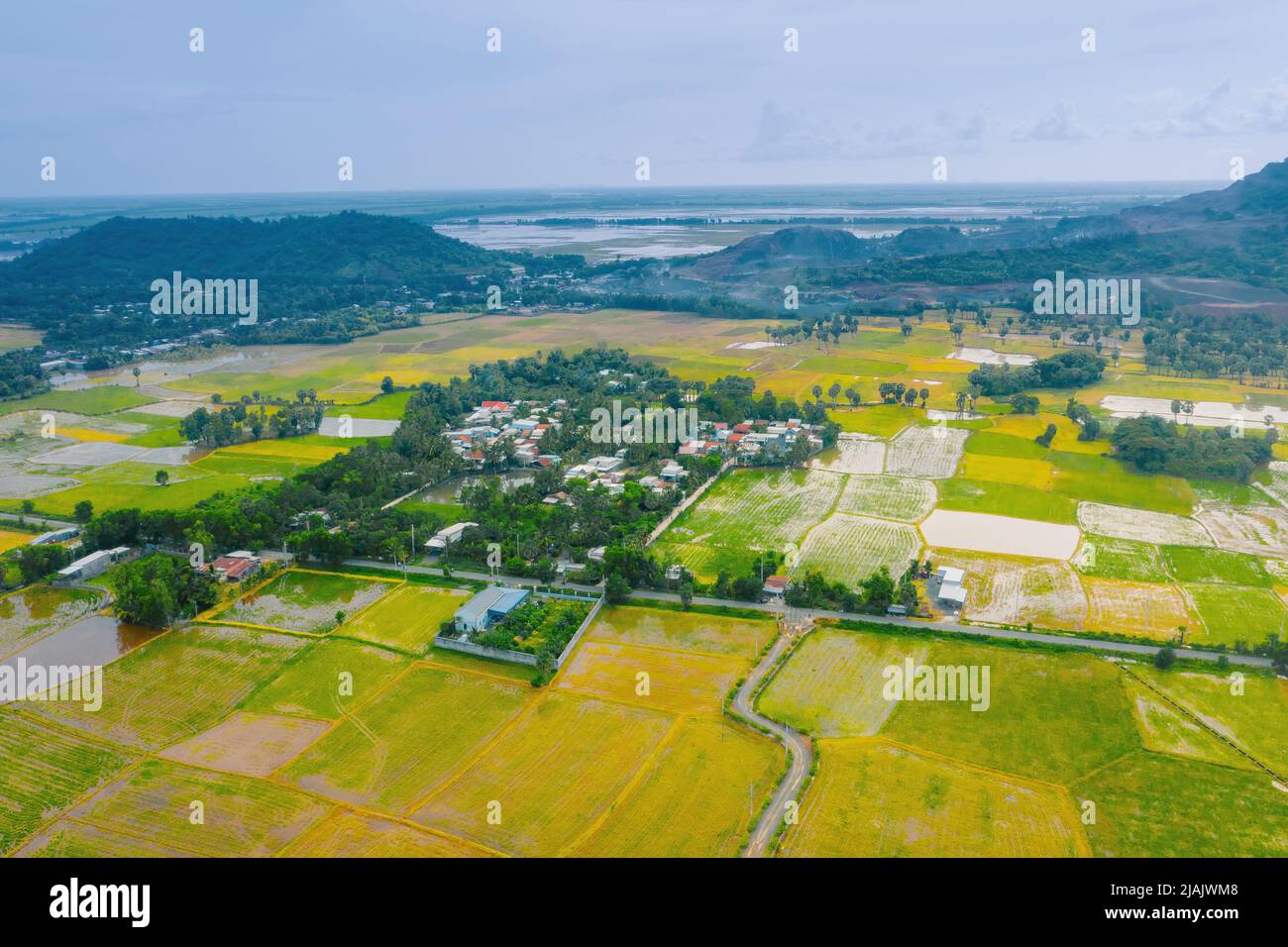 Aerial view of fresh green and yellow rice fields and palmyra trees in ...