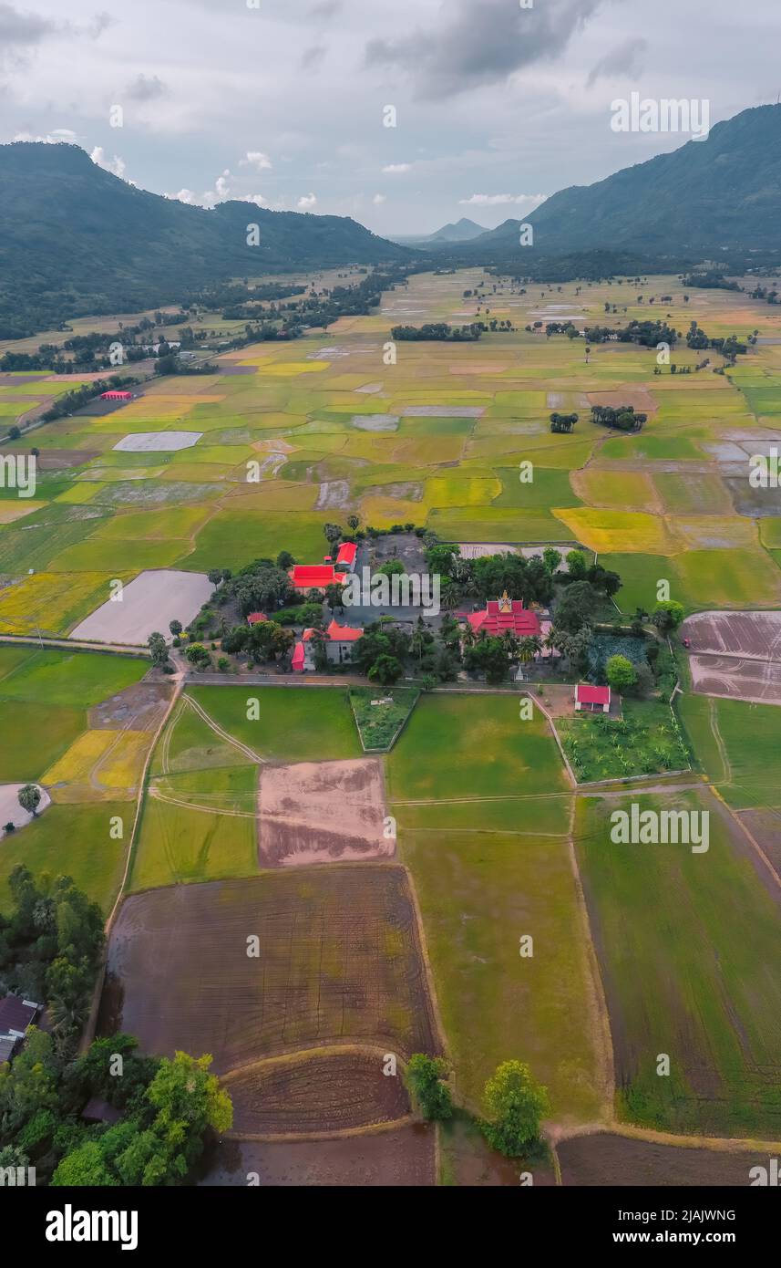 Aerial view of fresh green and yellow rice fields and palmyra trees in ...