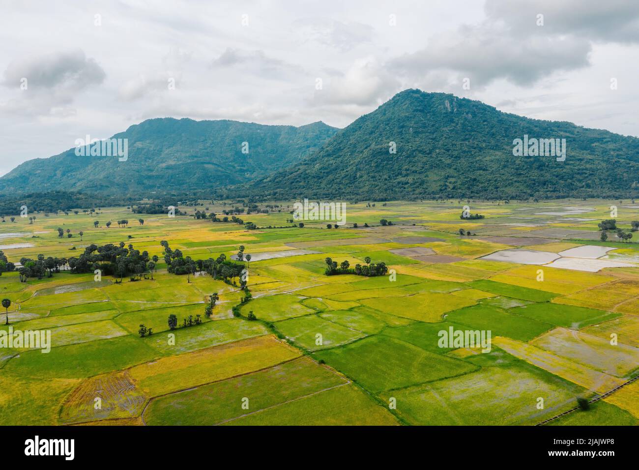 Aerial view of fresh green and yellow rice fields and palmyra trees in ...