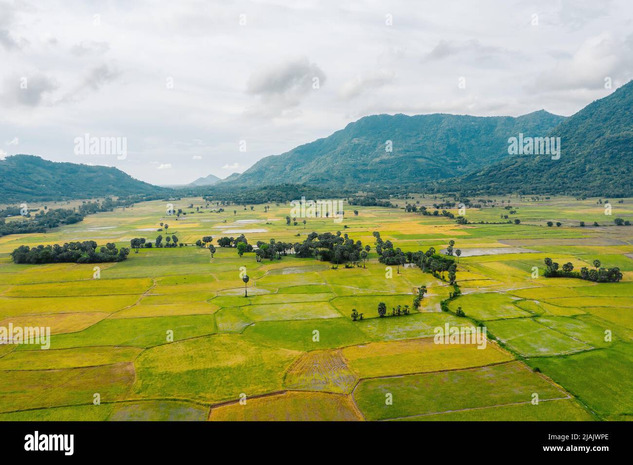 Aerial view of fresh green and yellow rice fields and palmyra trees in ...