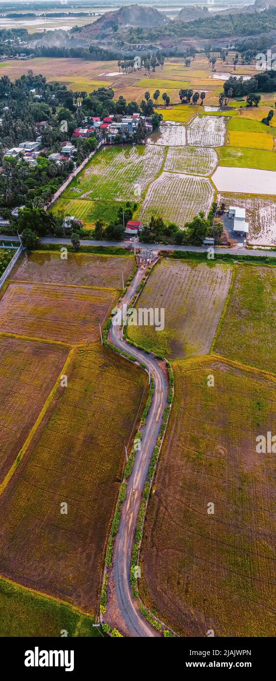 Aerial view of fresh green and yellow rice fields and palmyra trees in ...