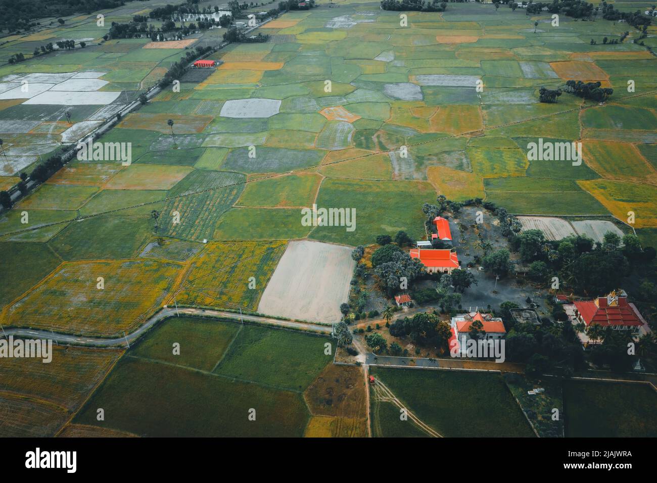 Aerial view of fresh green and yellow rice fields and palmyra trees in ...