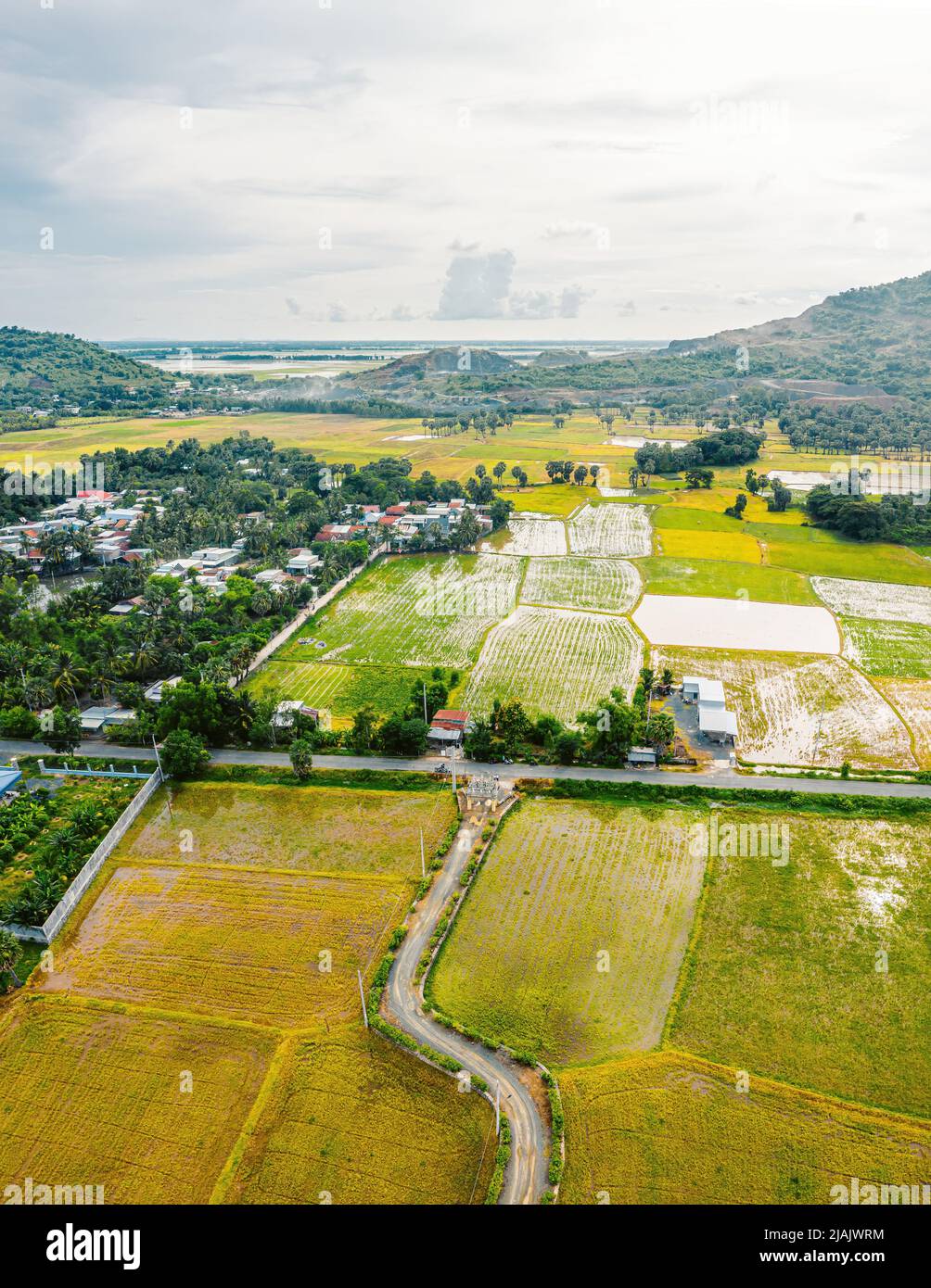 Aerial view of fresh green and yellow rice fields and palmyra trees in ...