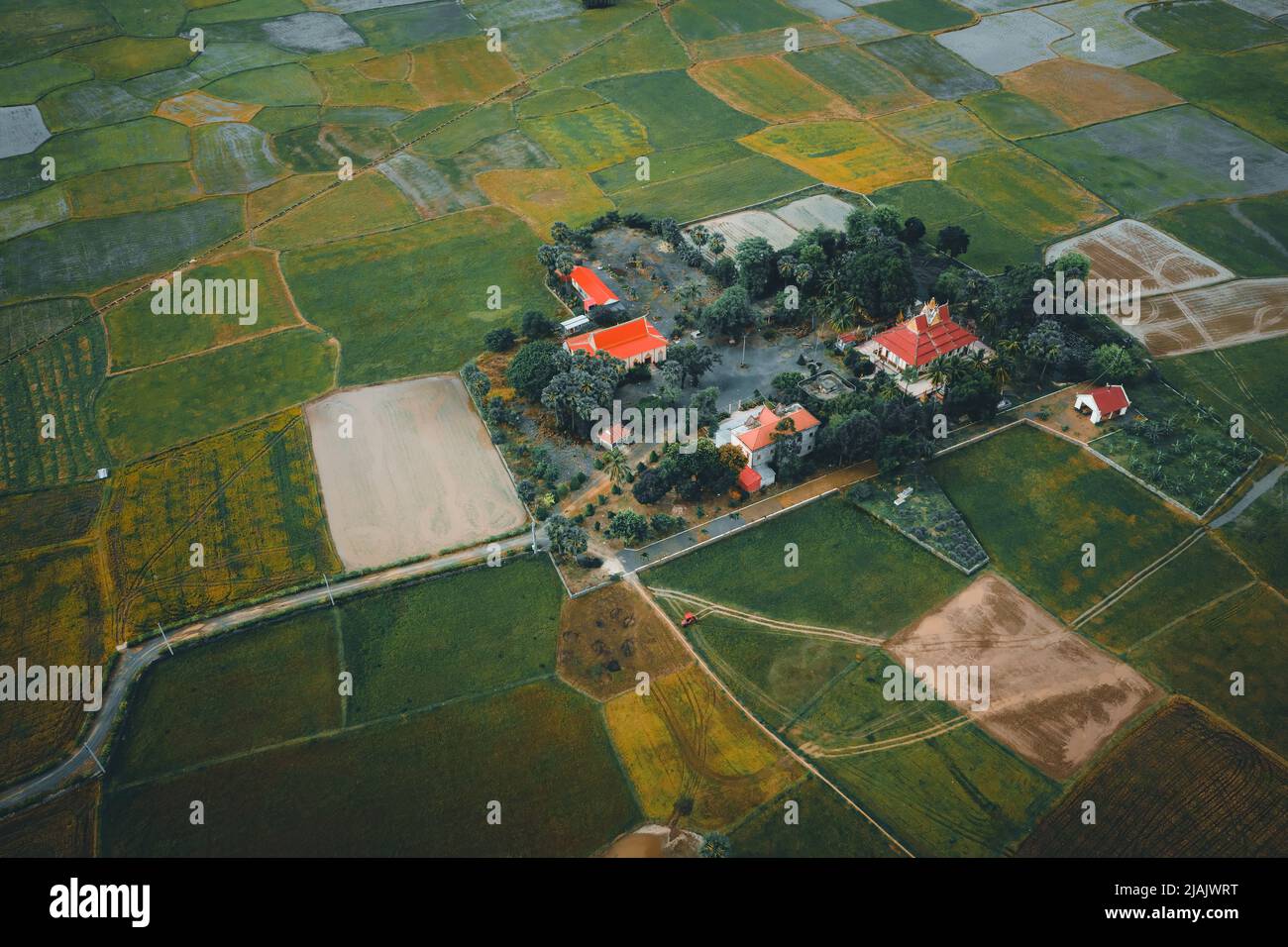 Aerial view of fresh green and yellow rice fields and palmyra trees in ...