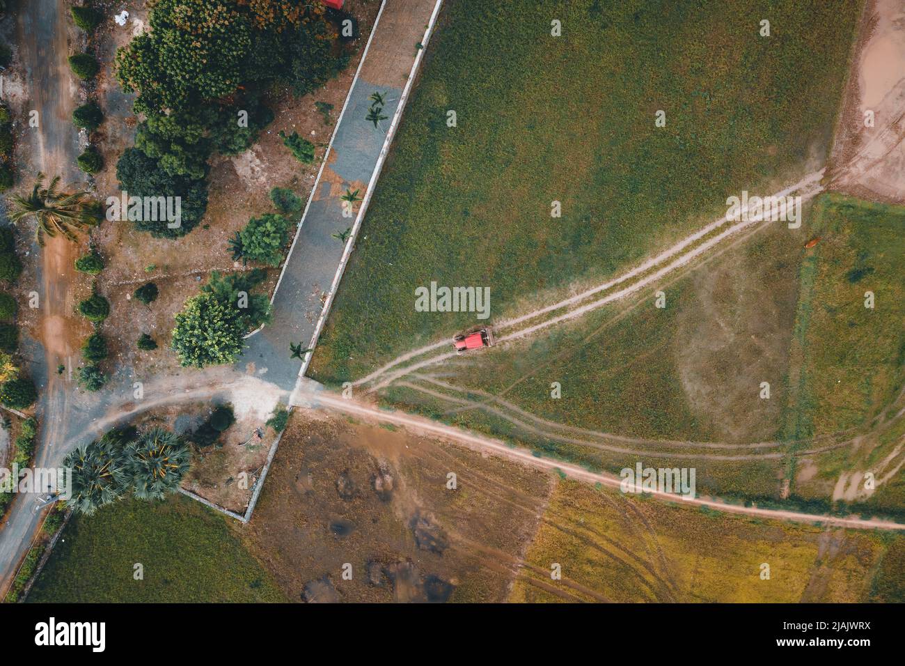 Aerial view of fresh green and yellow rice fields and palmyra trees in ...