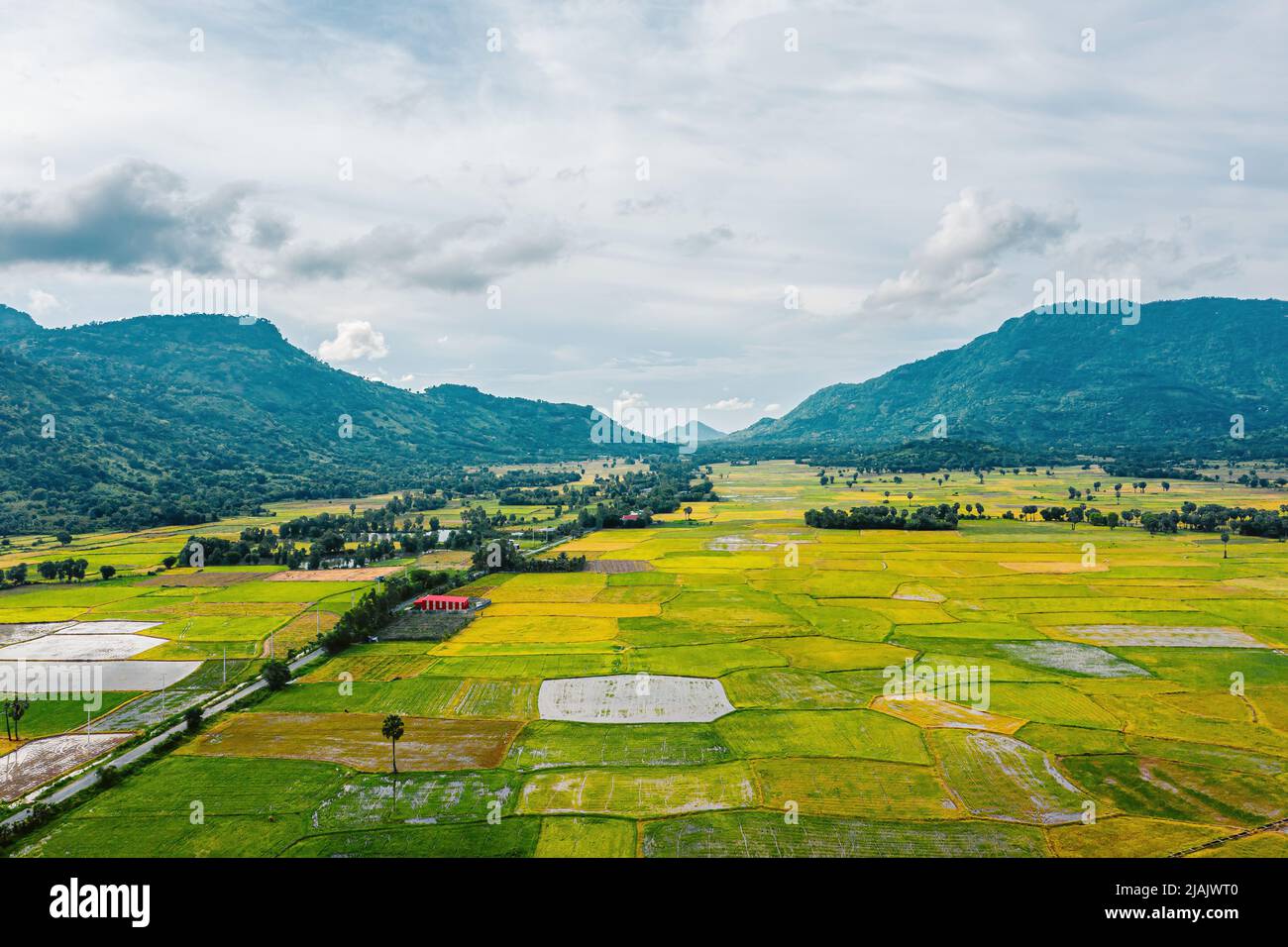 Aerial view of fresh green and yellow rice fields and palmyra trees in ...