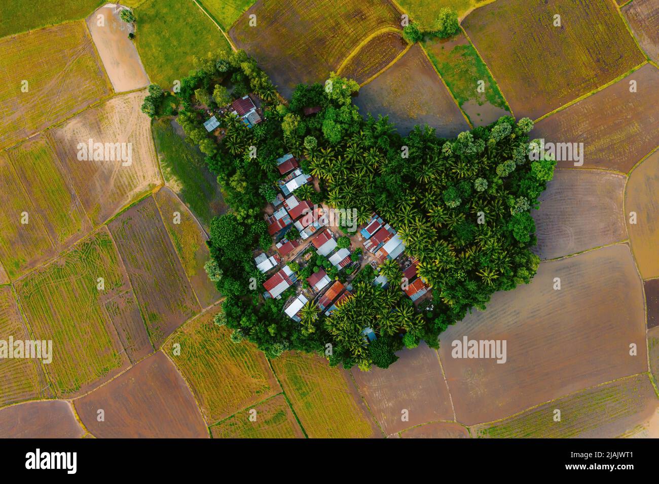 Aerial view of fresh green and yellow rice fields and palmyra trees in ...