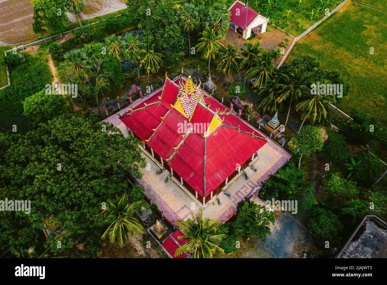 Aerial view of fresh green and yellow rice fields and palmyra trees in ...