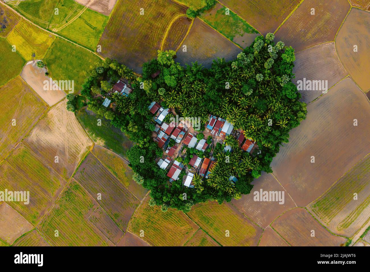 Aerial view of fresh green and yellow rice fields and palmyra trees in ...