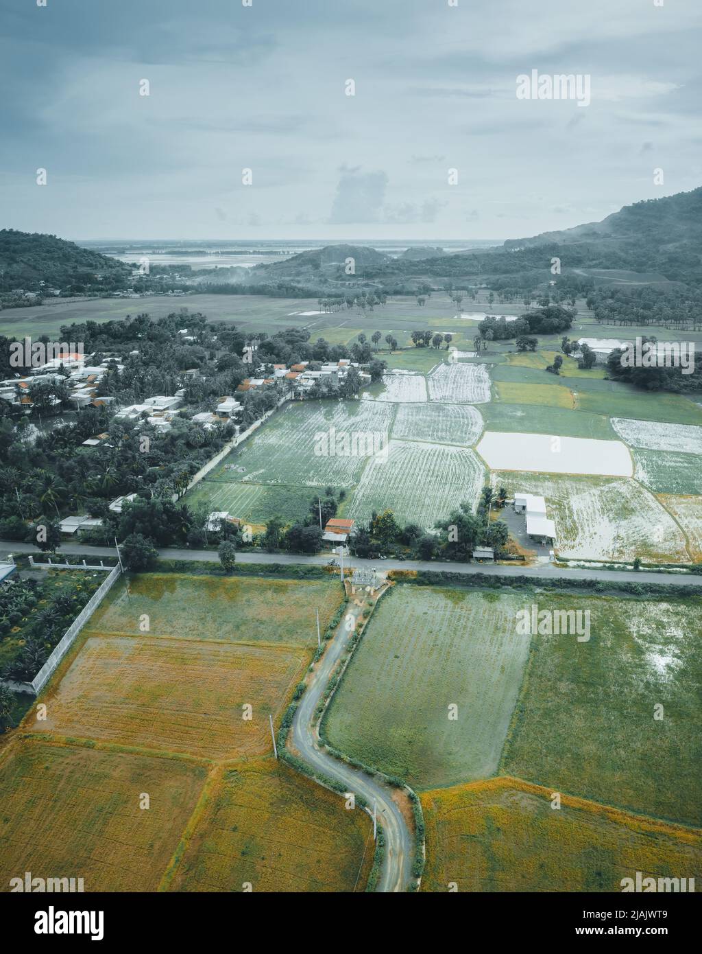 Aerial view of fresh green and yellow rice fields and palmyra trees in ...