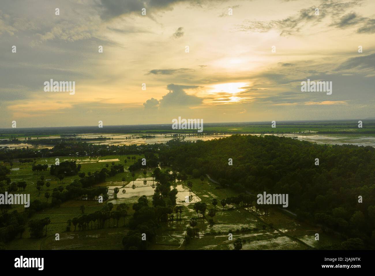 Aerial view of fresh green and yellow rice fields and palmyra trees in ...