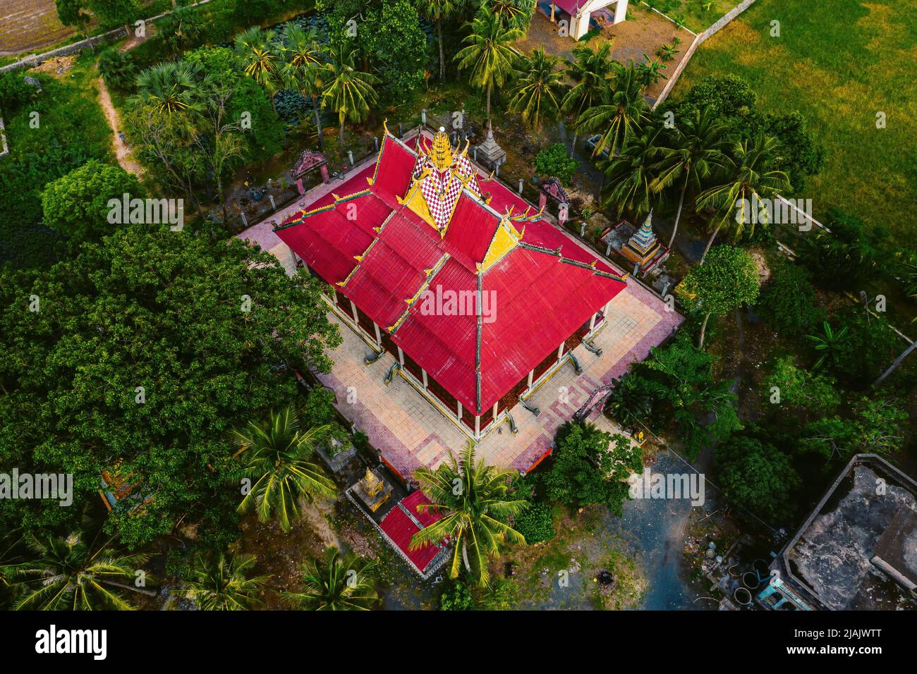 Aerial view of fresh green and yellow rice fields and palmyra trees in ...