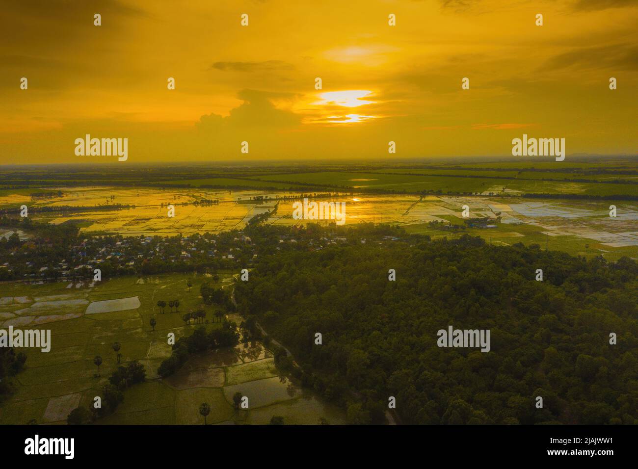 Aerial view of fresh green and yellow rice fields and palmyra trees in ...