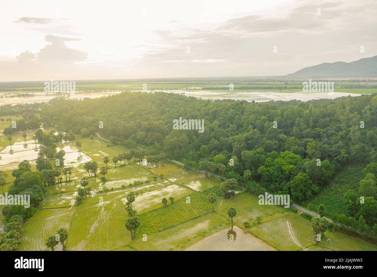 Aerial view of fresh green and yellow rice fields and palmyra trees in ...