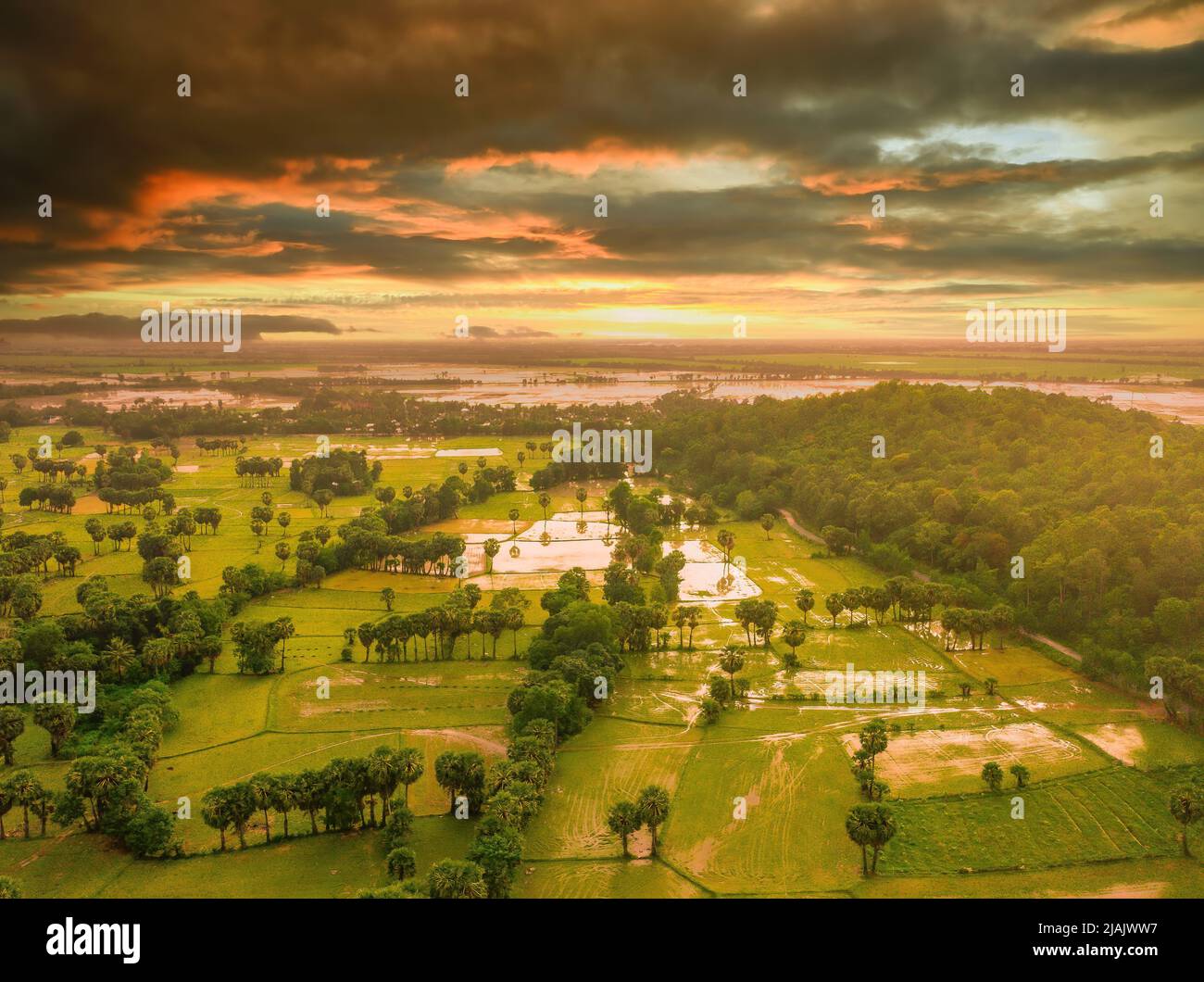 Aerial view of fresh green and yellow rice fields and palmyra trees in ...