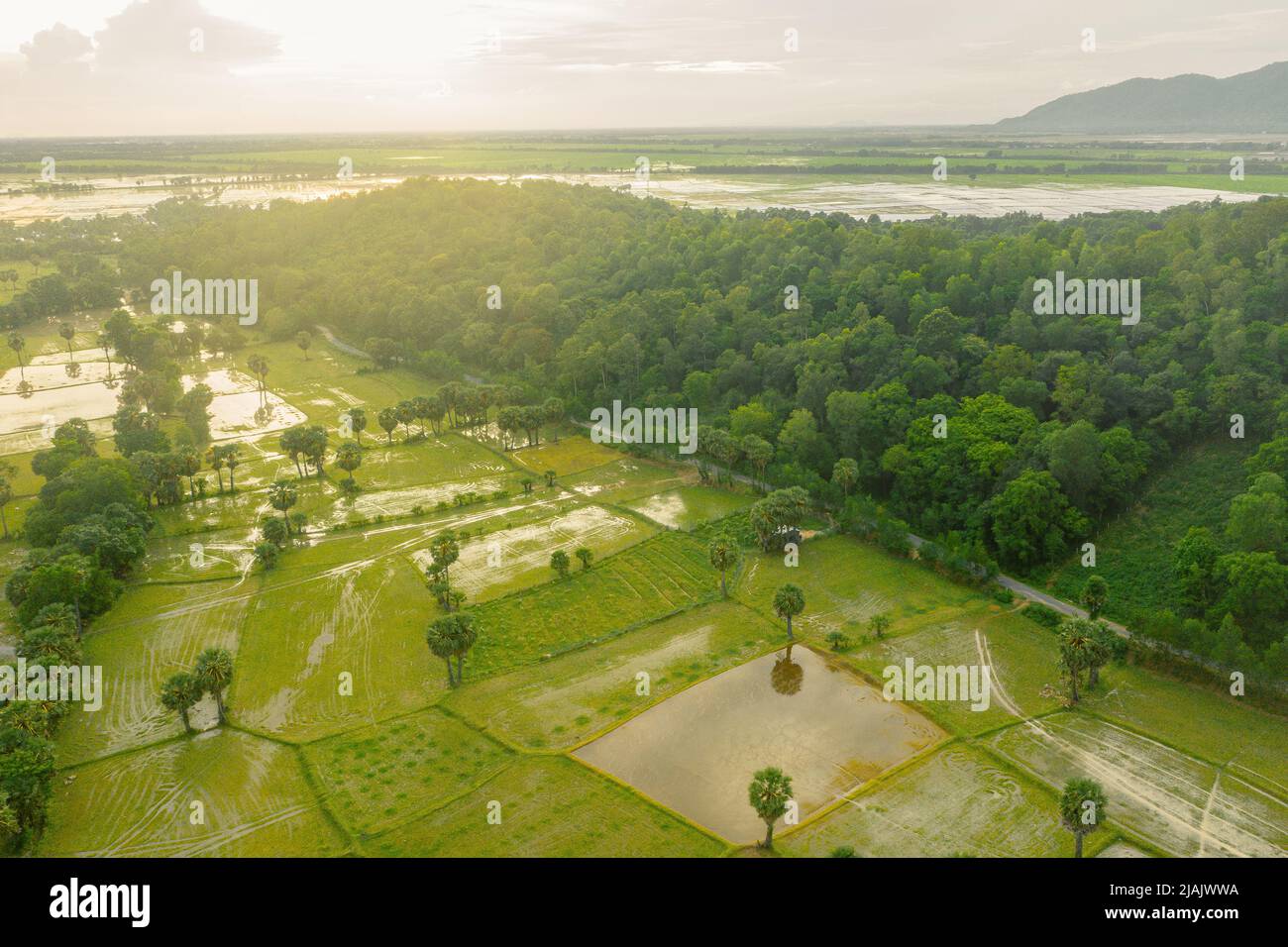 Aerial view of fresh green and yellow rice fields and palmyra trees in ...