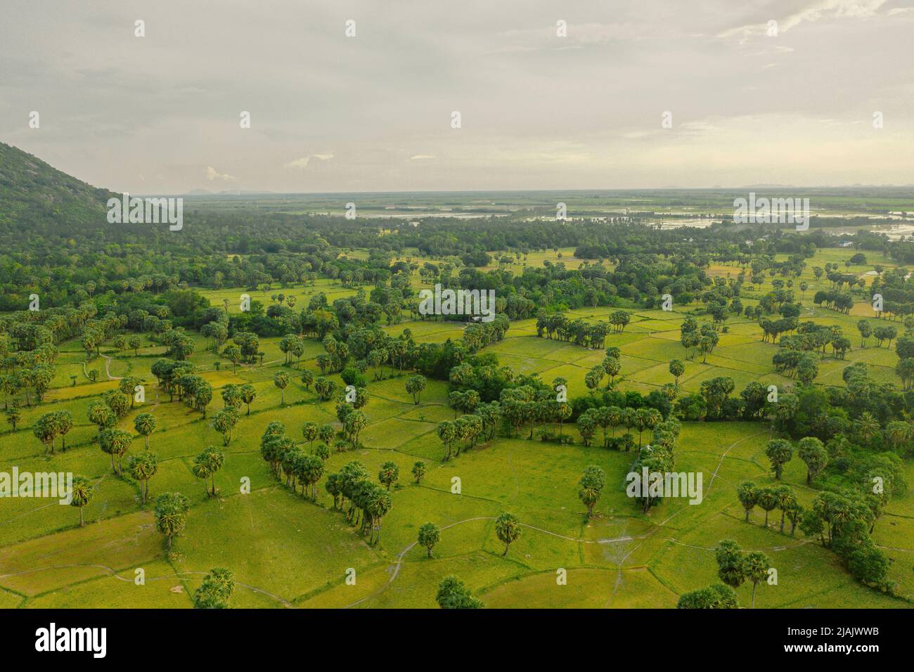 Aerial view of fresh green and yellow rice fields and palmyra trees in ...