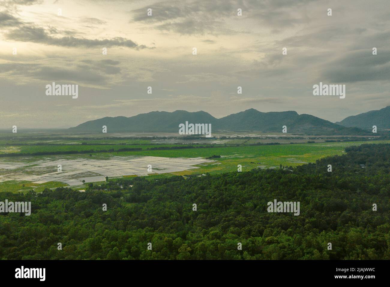 Aerial view of fresh green and yellow rice fields and palmyra trees in ...