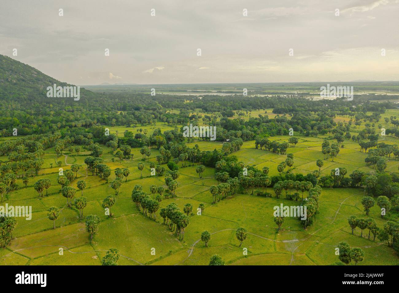 Aerial view of fresh green and yellow rice fields and palmyra trees in ...