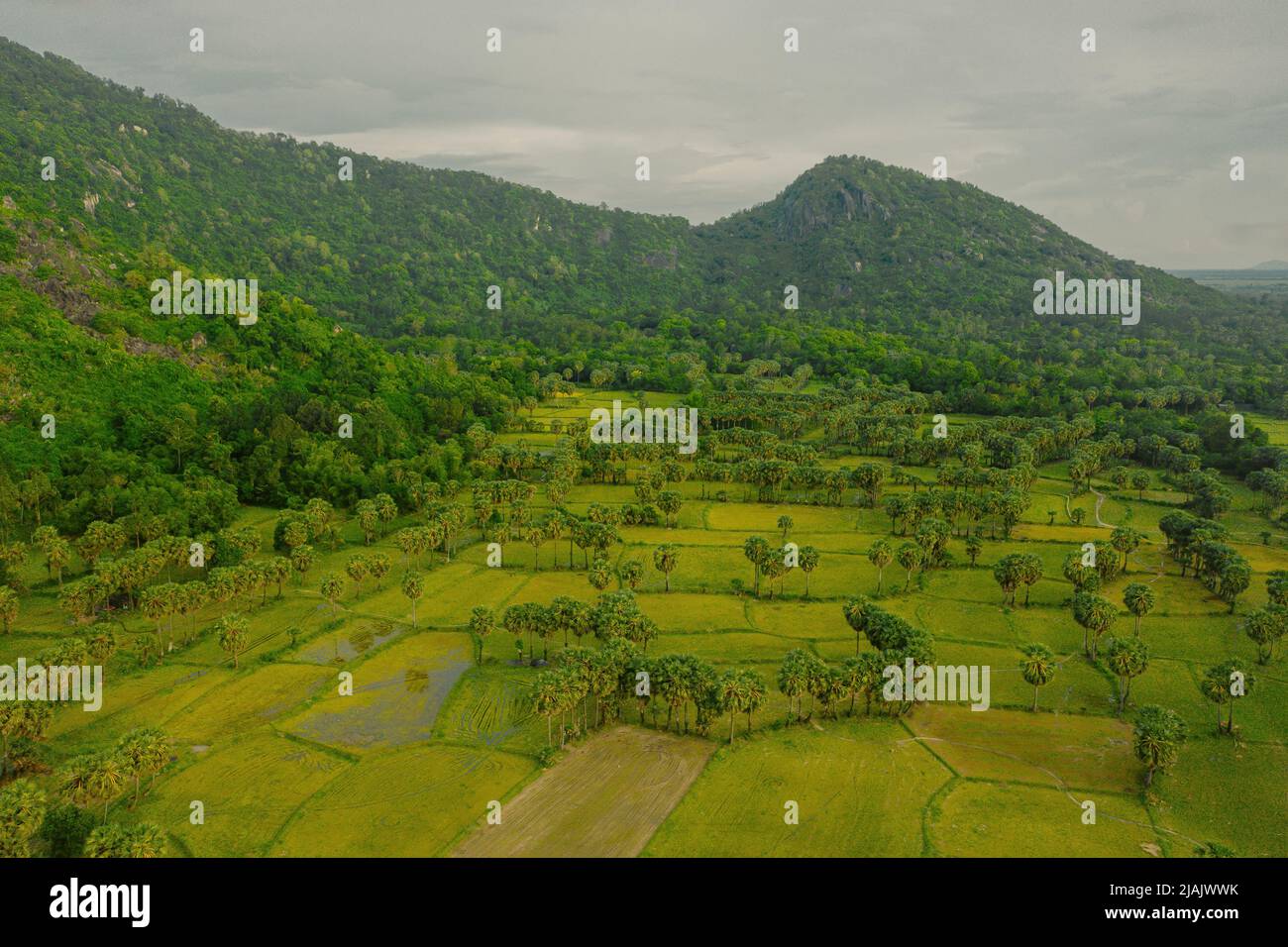 Aerial view of fresh green and yellow rice fields and palmyra trees in ...