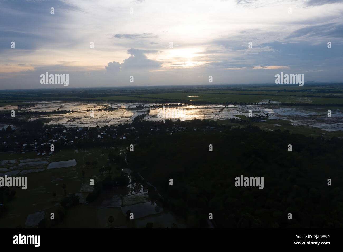 Aerial view of fresh green and yellow rice fields and palmyra trees in ...