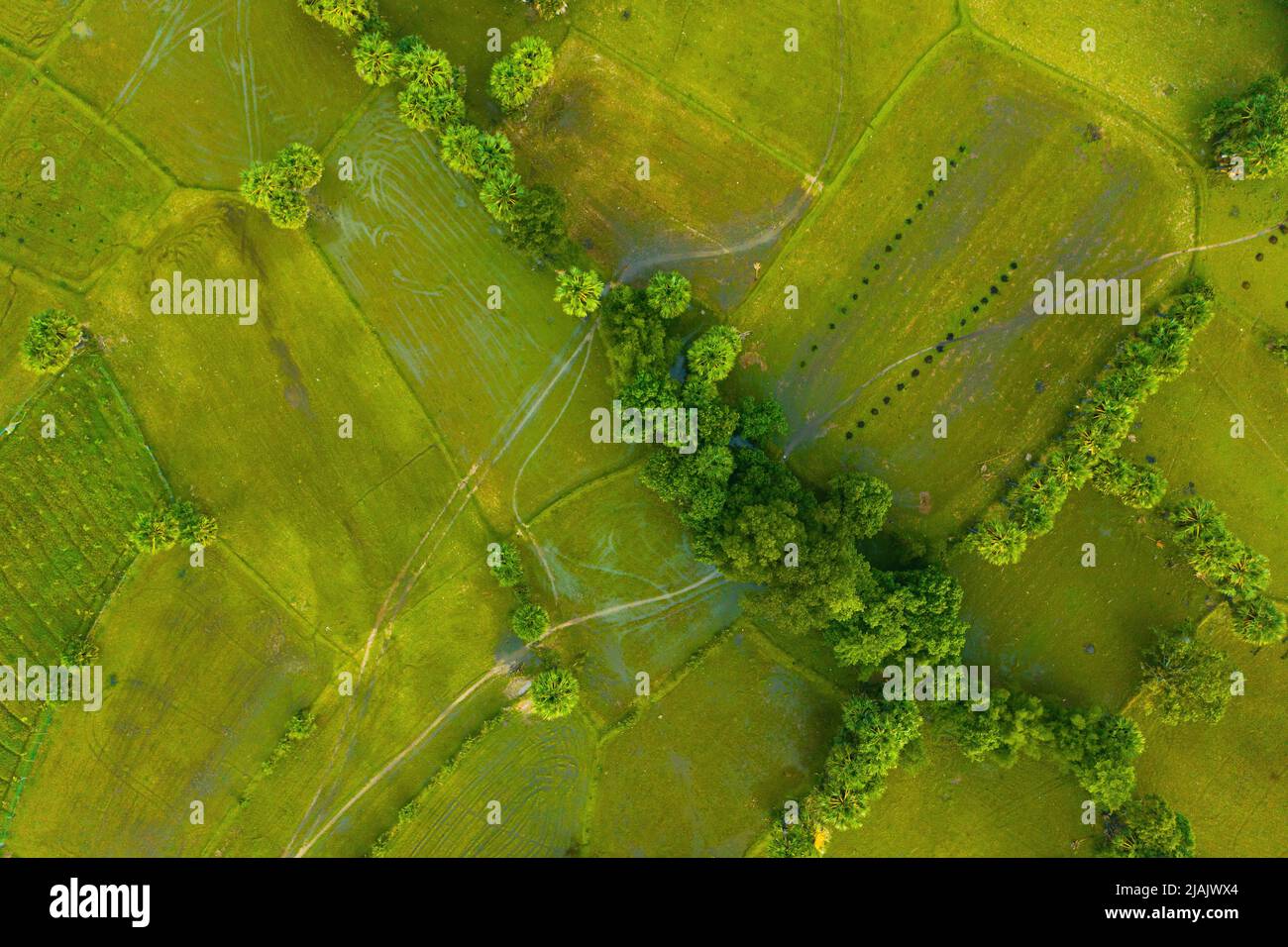 Aerial view of fresh green and yellow rice fields and palmyra trees in ...