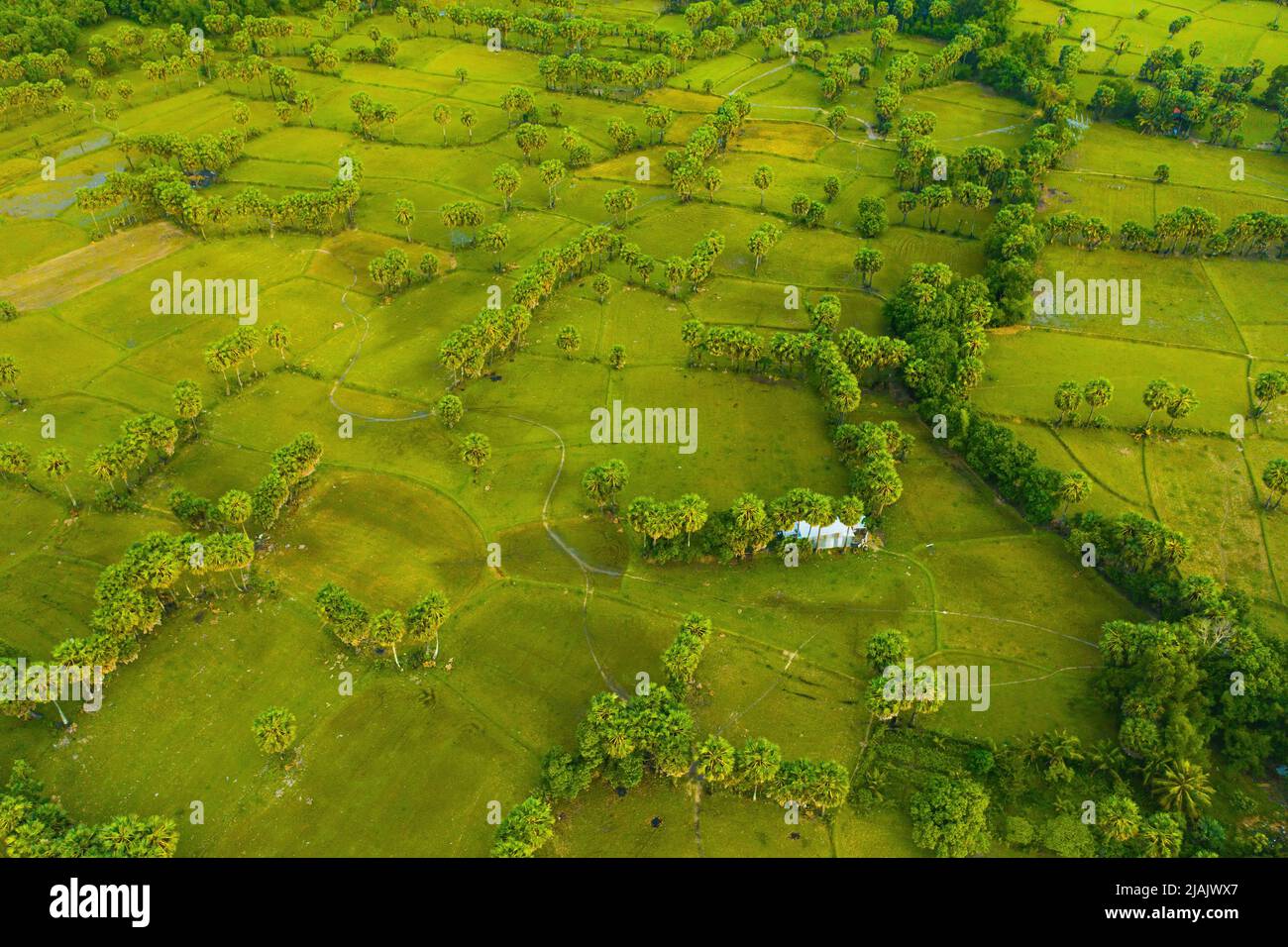 Aerial view of fresh green and yellow rice fields and palmyra trees in ...
