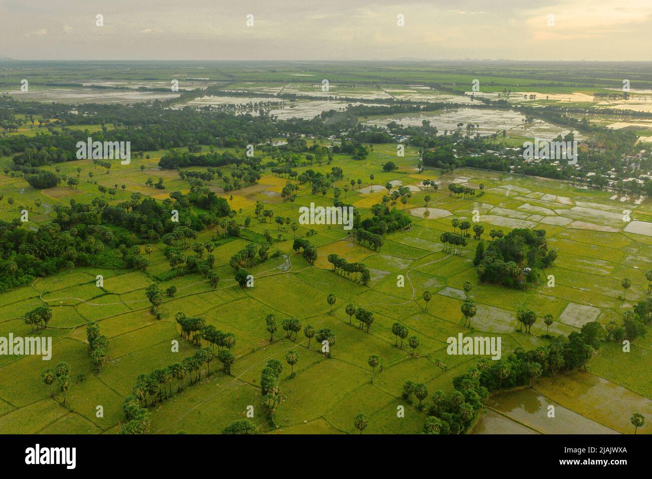 Aerial view of fresh green and yellow rice fields and palmyra trees in ...