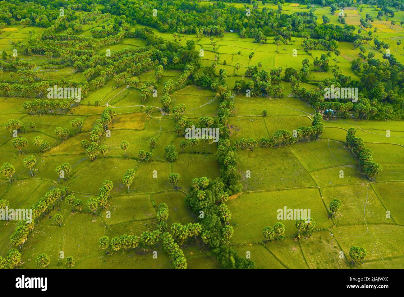 Aerial view of fresh green and yellow rice fields and palmyra trees in ...