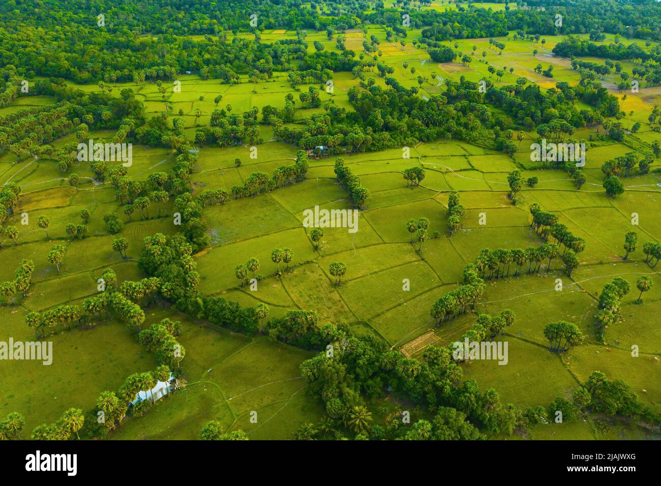 Aerial view of fresh green and yellow rice fields and palmyra trees in ...