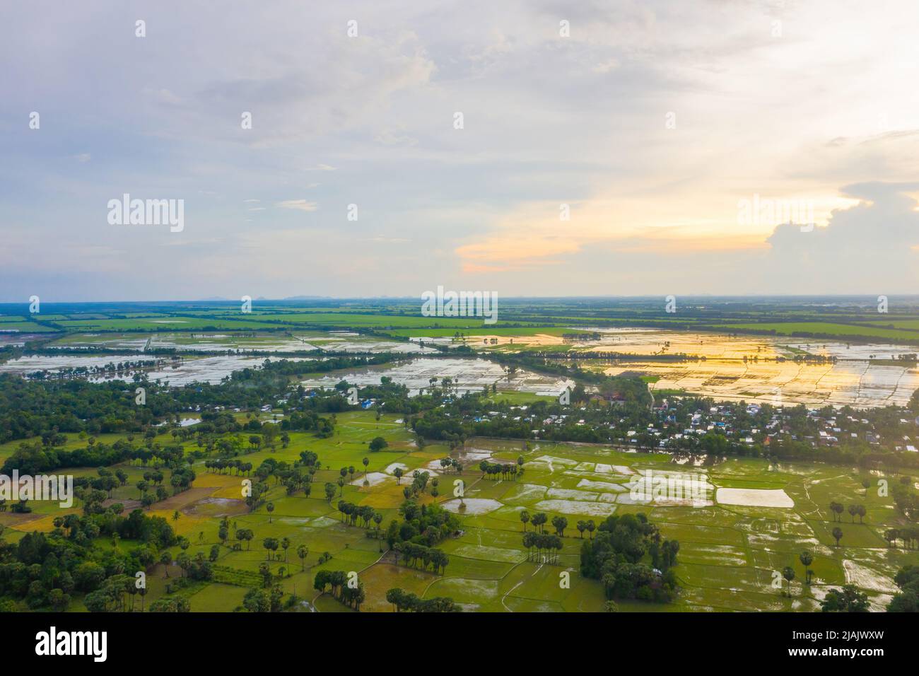 Aerial view of fresh green and yellow rice fields and palmyra trees in ...