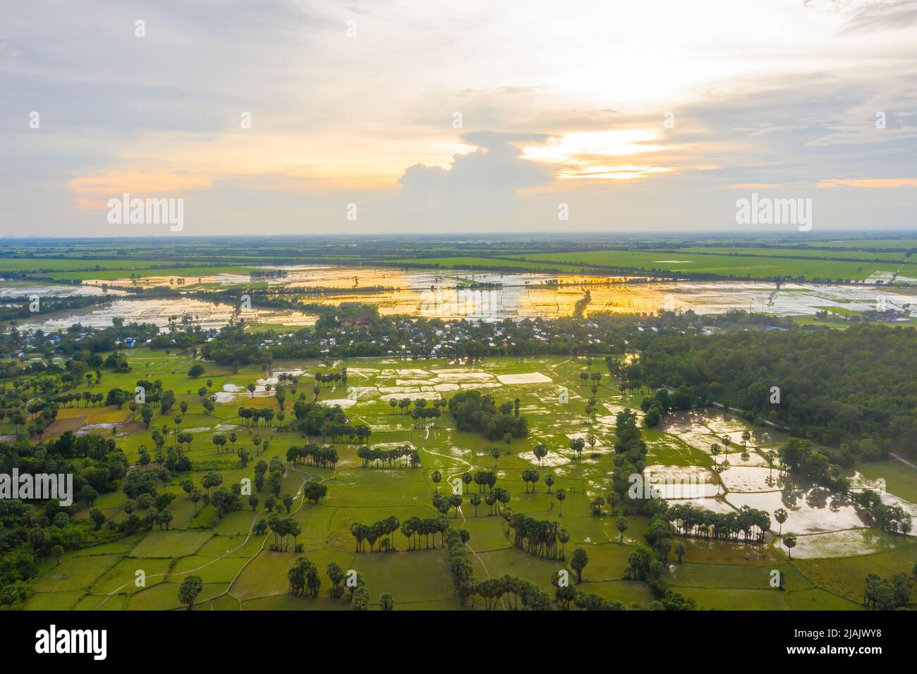 Aerial view of fresh green and yellow rice fields and palmyra trees in ...