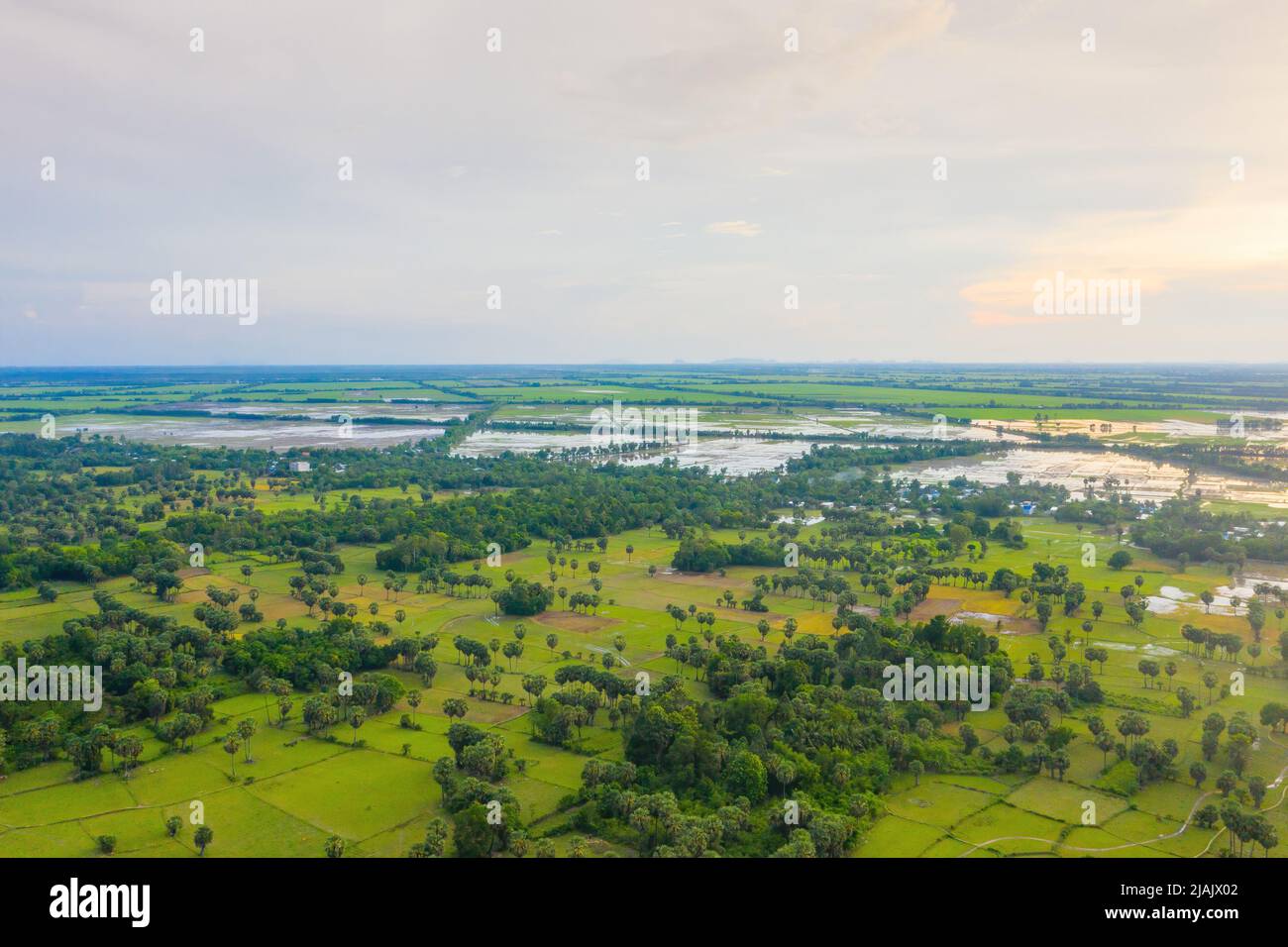 Aerial view of fresh green and yellow rice fields and palmyra trees in ...