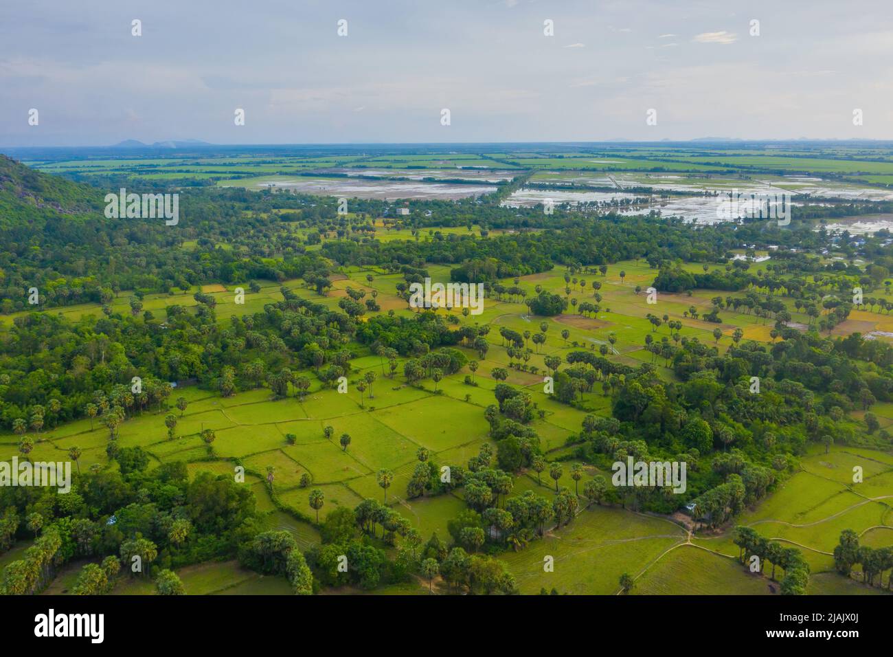 Aerial view of fresh green and yellow rice fields and palmyra trees in ...