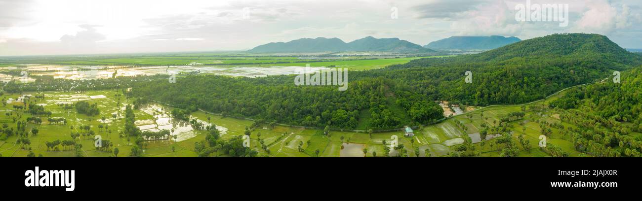 Aerial view of fresh green and yellow rice fields and palmyra trees in ...