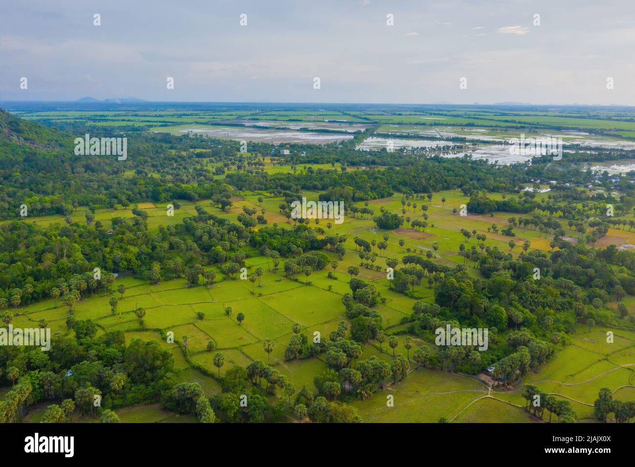 Aerial view of fresh green and yellow rice fields and palmyra trees in ...