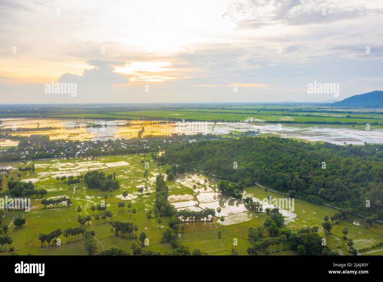 Aerial view of fresh green and yellow rice fields and palmyra trees in ...