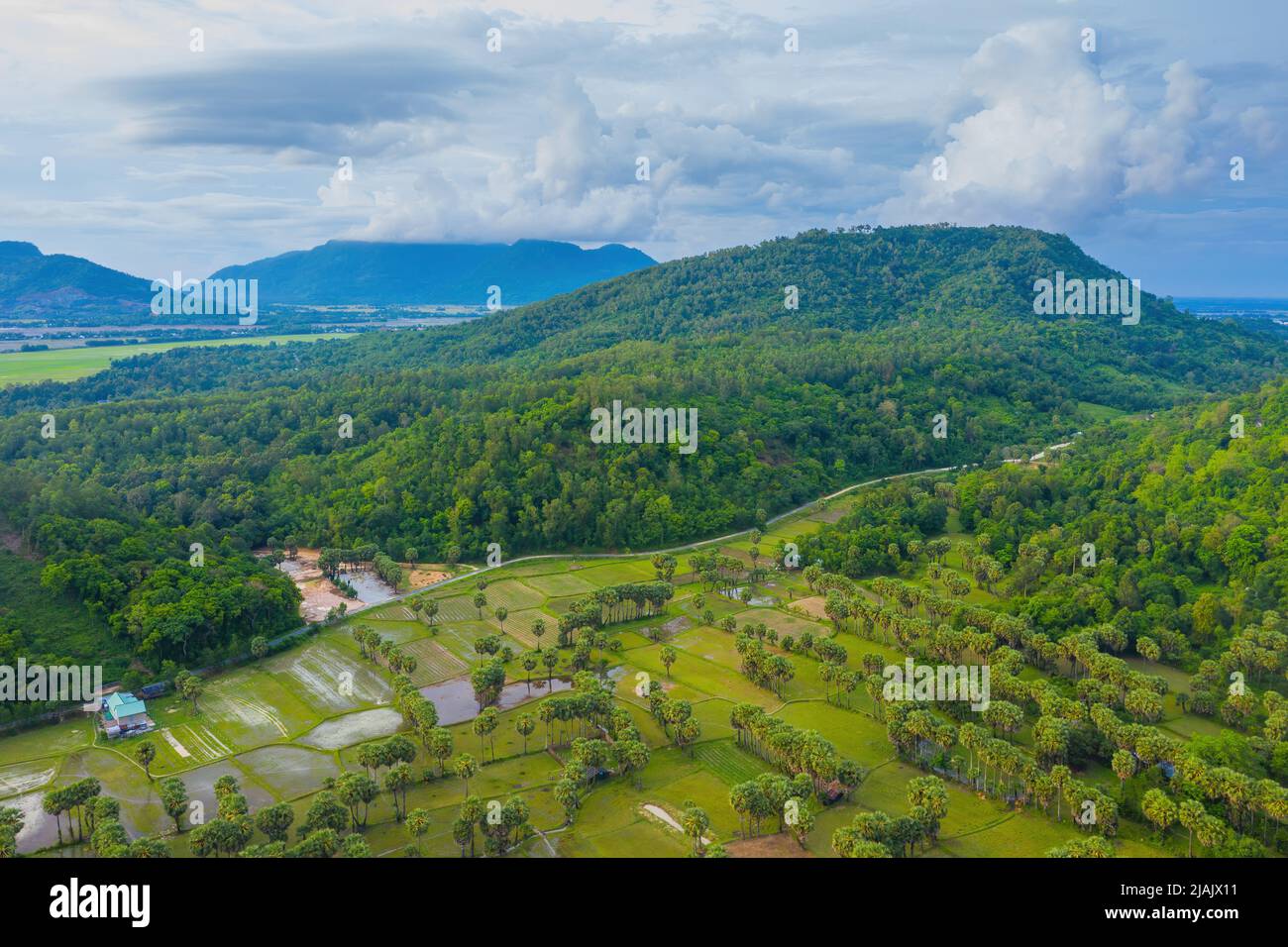 Aerial view of fresh green and yellow rice fields and palmyra trees in ...