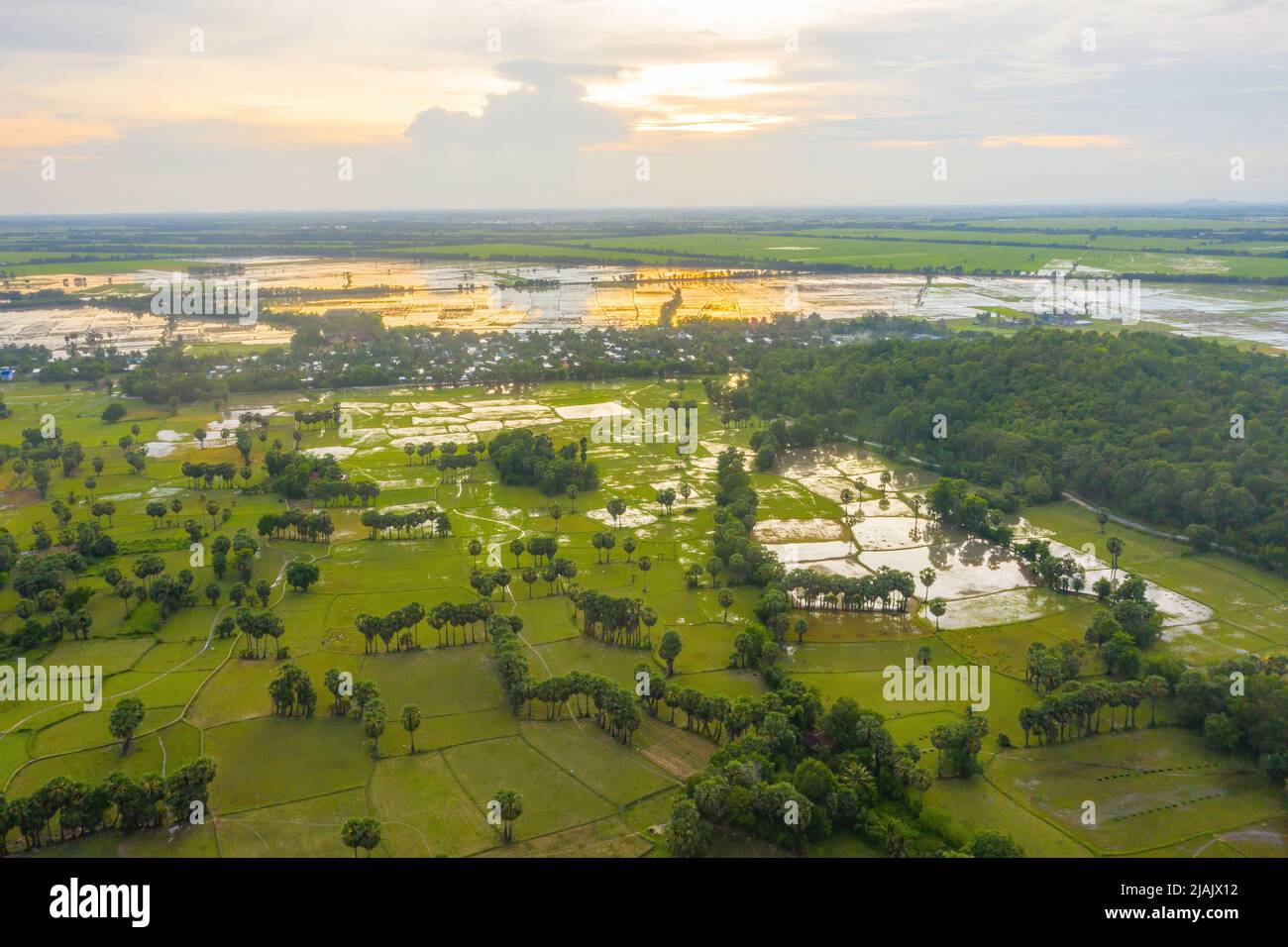 Aerial view of fresh green and yellow rice fields and palmyra trees in ...
