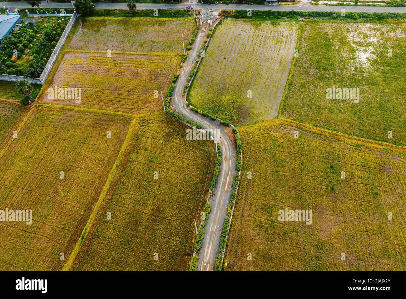 Aerial view of fresh green and yellow rice fields and palmyra trees in ...