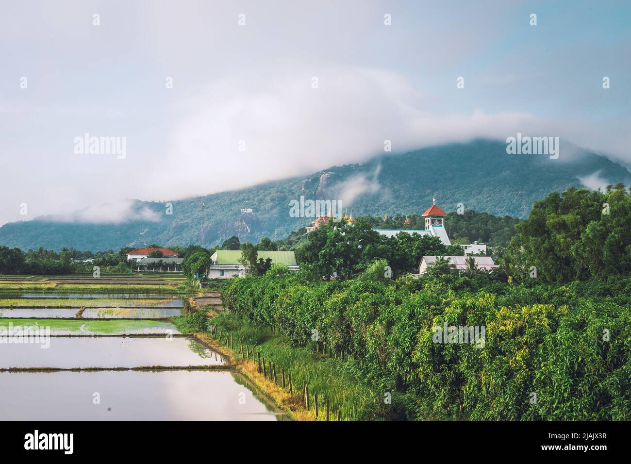 Aerial view of fresh green and yellow rice fields and palmyra trees in ...