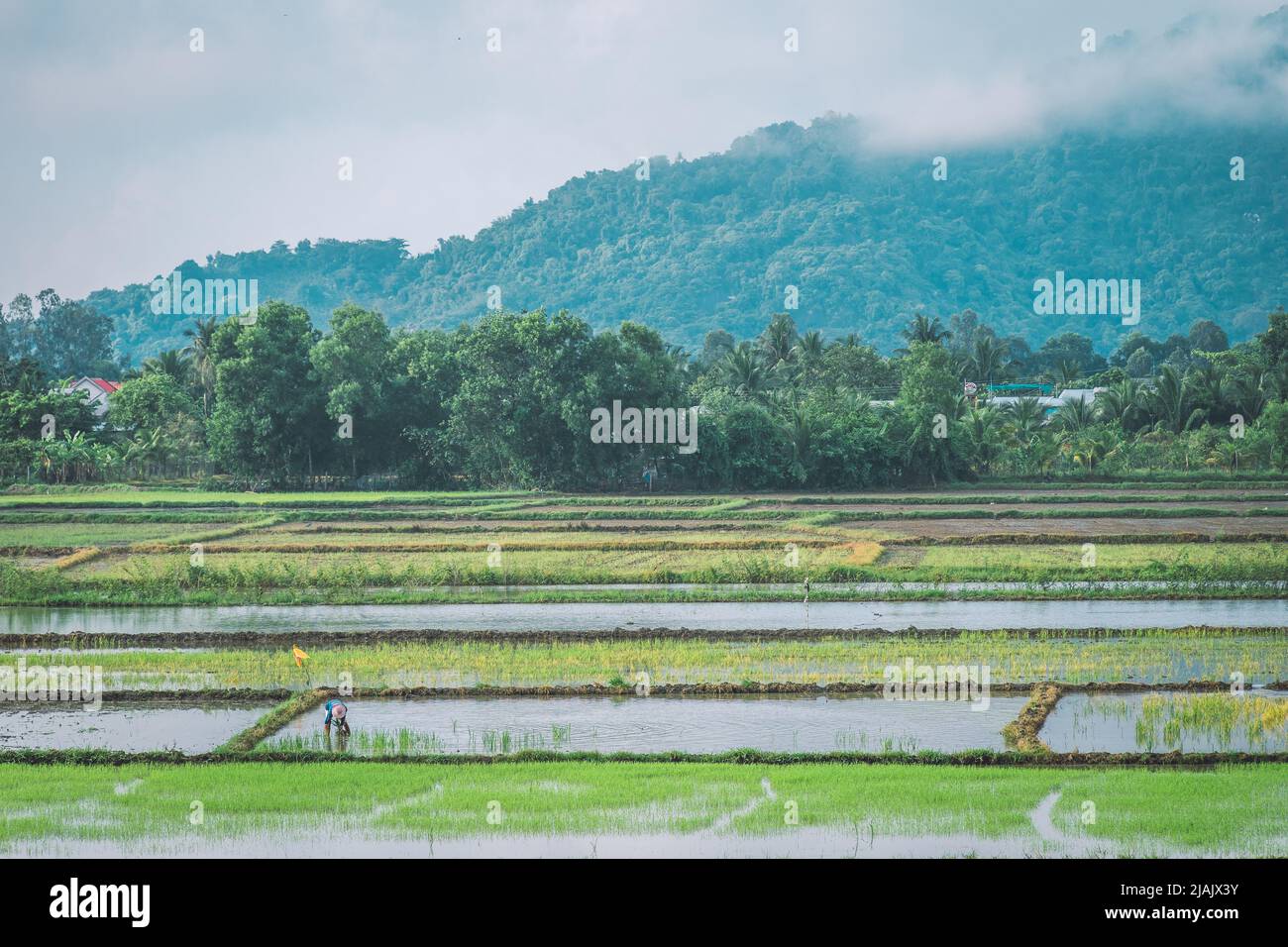 Aerial view of fresh green and yellow rice fields and palmyra trees in ...
