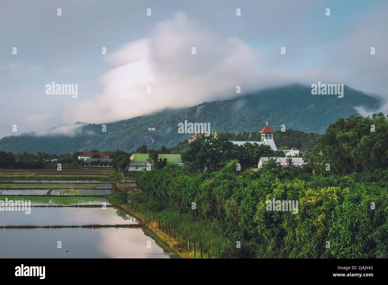 Aerial view of fresh green and yellow rice fields and palmyra trees in ...