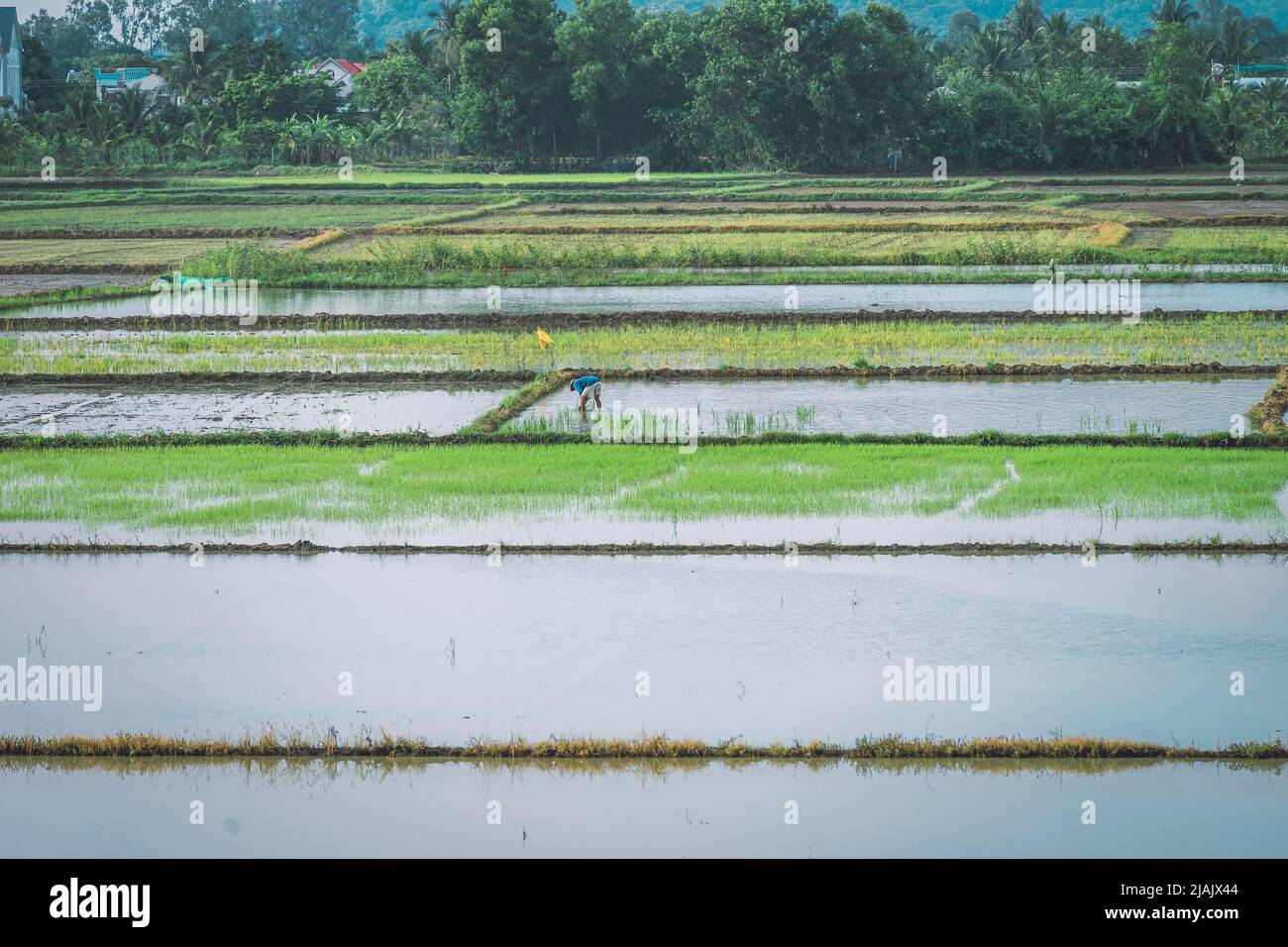Aerial view of fresh green and yellow rice fields and palmyra trees in ...